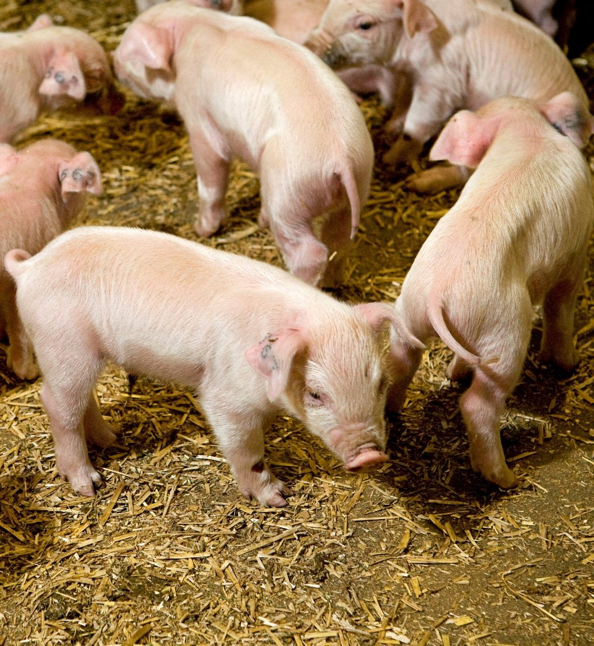 Bedre diagnostik kan bidrage til at reducere anvendelsen af antibiotika ...