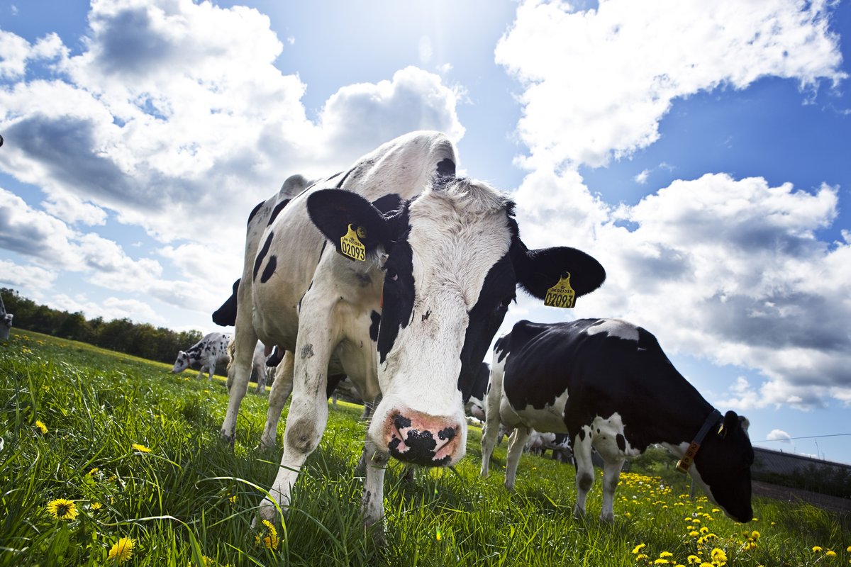 Adding nitrate to dairy cow ration reduces methane emissions